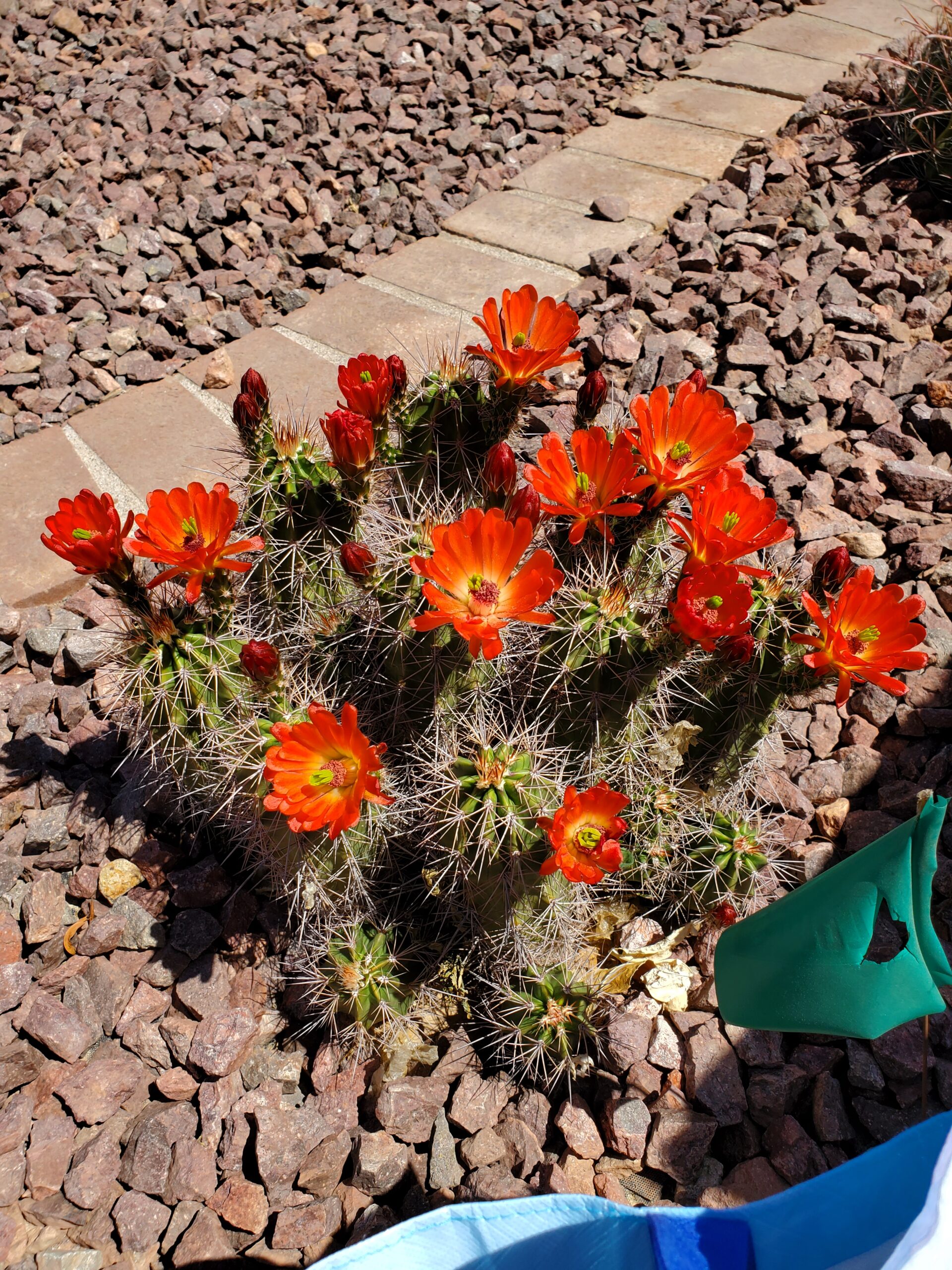 Wild Desert Garden - Arizona Desert Plants and Animals